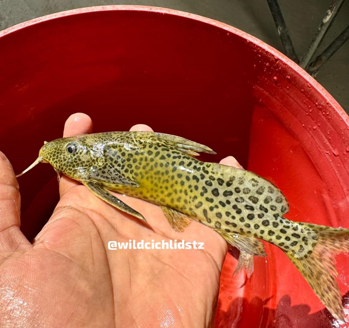 WILD Synodontis Melanostictus EXTREMELY RARE – RAREFISHUSA.COM