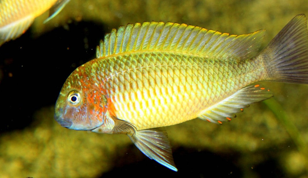 WILD Tropheus Nkonde Extremely Rare 7 males 10 females LAST ONES ...