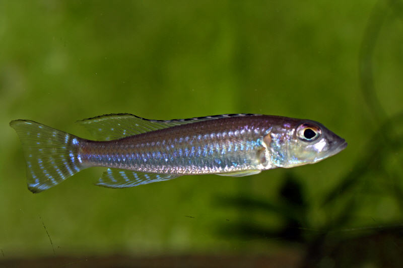 Reganochromis Calliurus – RAREFISHUSA.COM