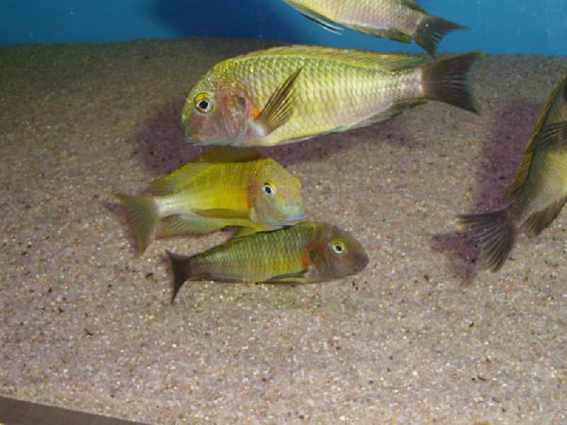 Tropheus Chilambo – RAREFISHUSA.COM