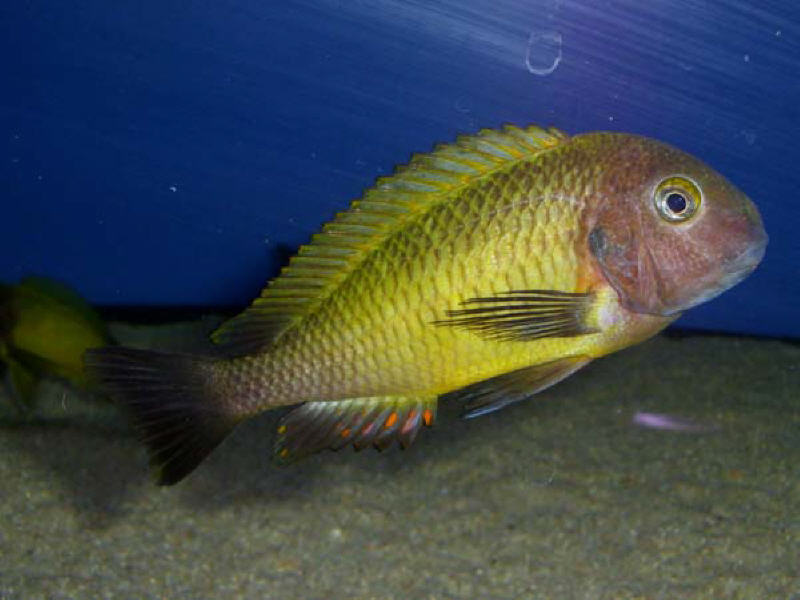 Tropheus Nkonde – RAREFISHUSA.COM