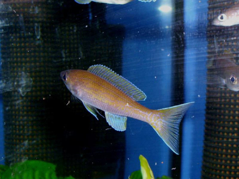 Cyprichromis Pavo Kitumba – RAREFISHUSA.COM