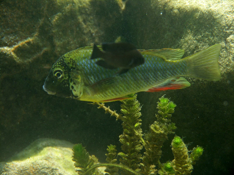 Simochromis Diagramma – RAREFISHUSA.COM