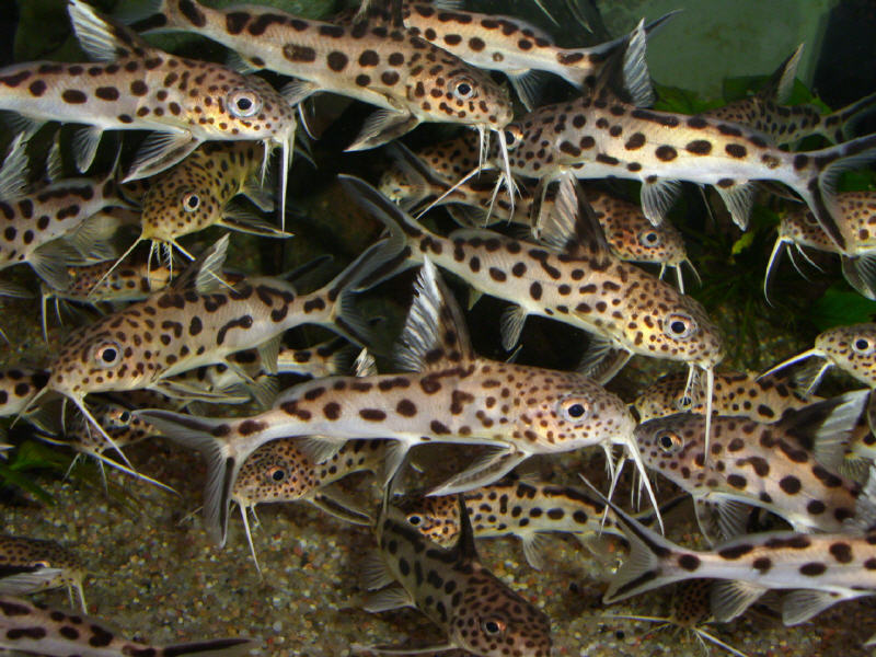 Synodontis Multipunctatus – RAREFISHUSA.COM