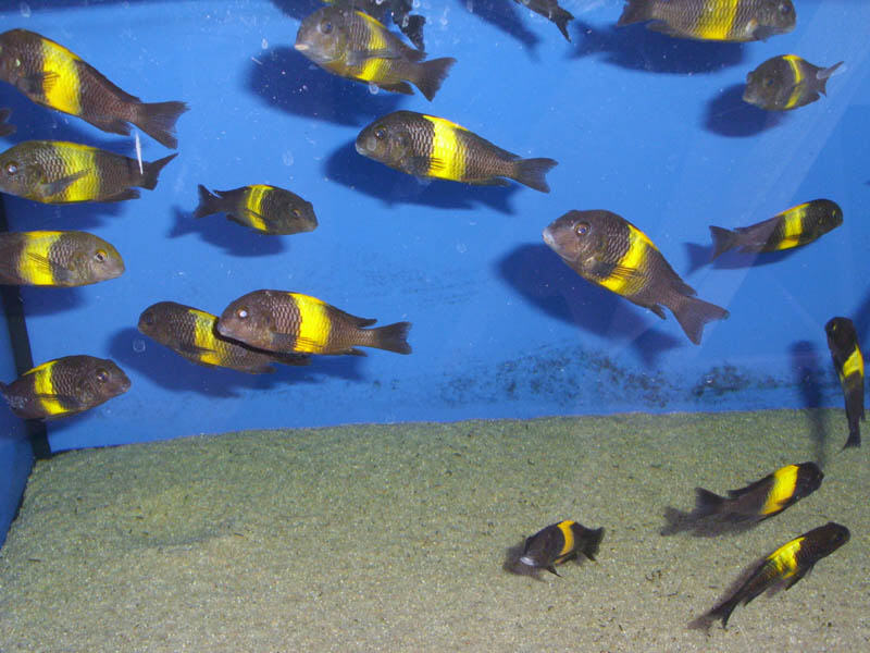 BUY Live Fish Online USA : Aquarium Fishes | Wild Fishes | Cichlids ...