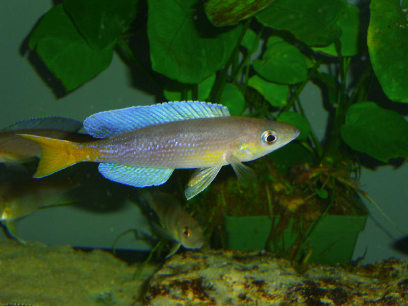 Cyprichromis Leptosoma Kigoma – RAREFISHUSA.COM