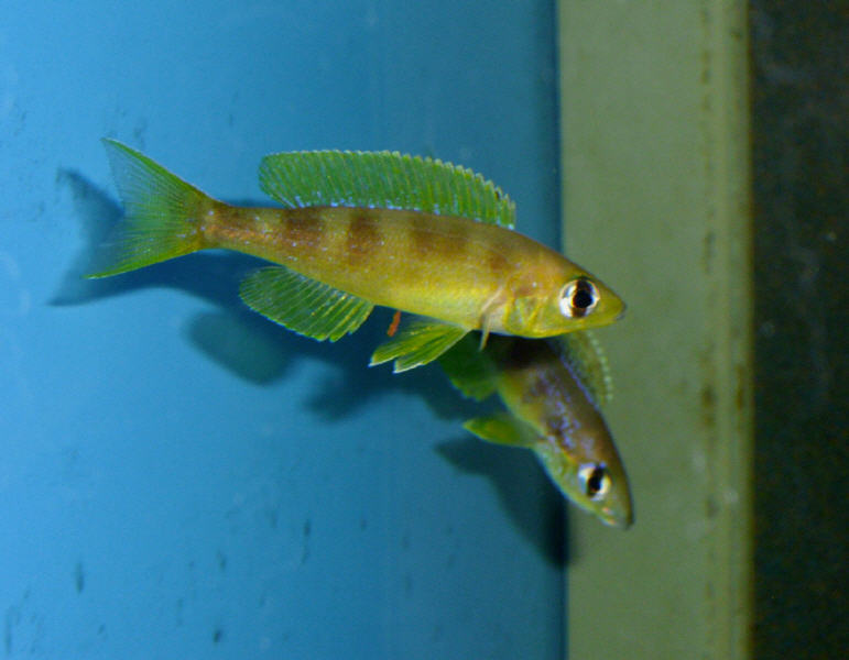 Cyprichromis Microlepidotus Lyamembe – RAREFISHUSA.COM