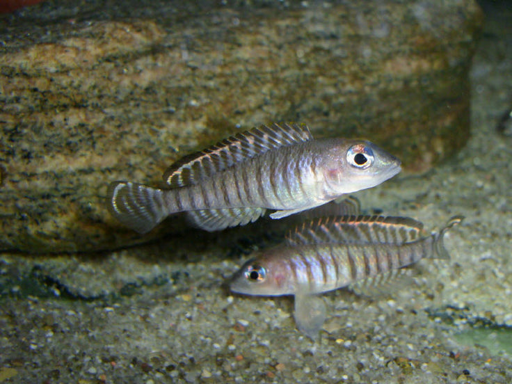 Lamprologus Signatus breeders Extremely Rare – RAREFISHUSA.COM