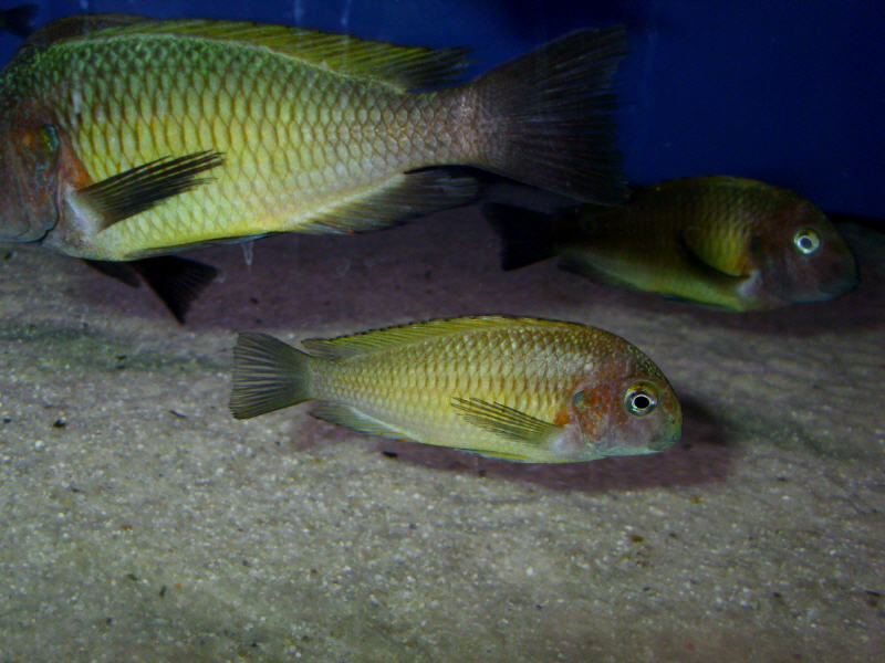 Tropheus Nangu – RAREFISHUSA.COM