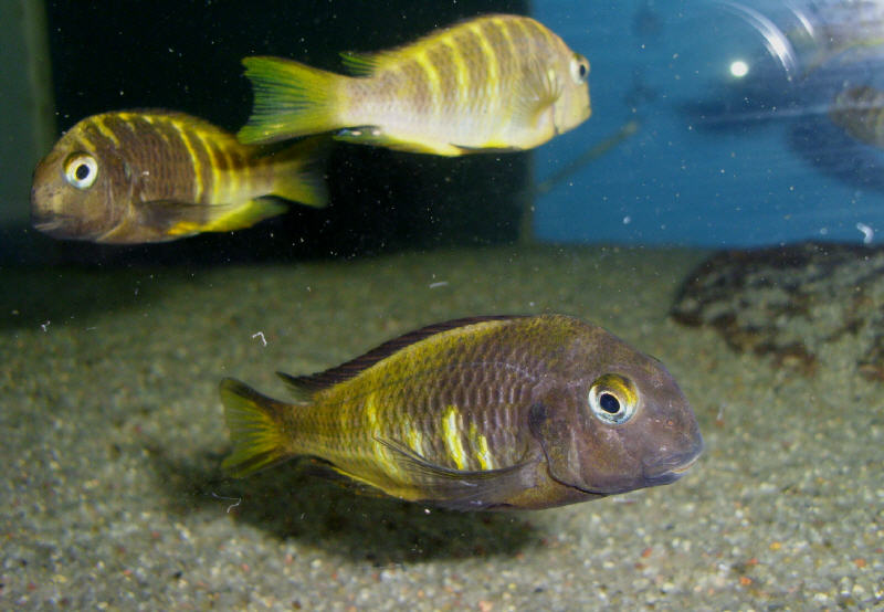 Tropheus Ubwari – RAREFISHUSA.COM