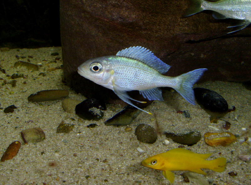 Ophthalmotilapia Ventralis Chituta – RAREFISHUSA.COM