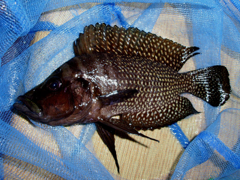 Altolamprologus Calvus Black Congo – RAREFISHUSA.COM