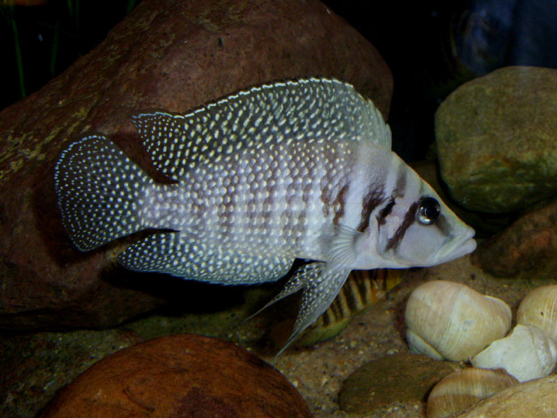 Altolamprologus Calvus White – RAREFISHUSA.COM