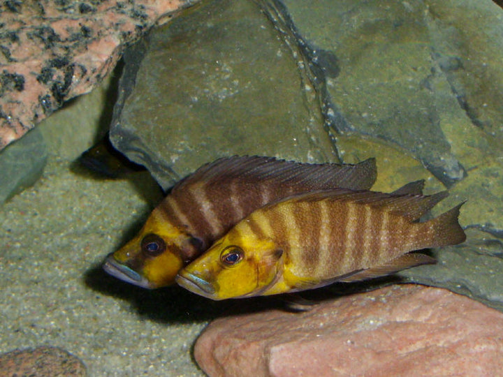 Altolamprologus Compressiceps Gold Head – RAREFISHUSA.COM