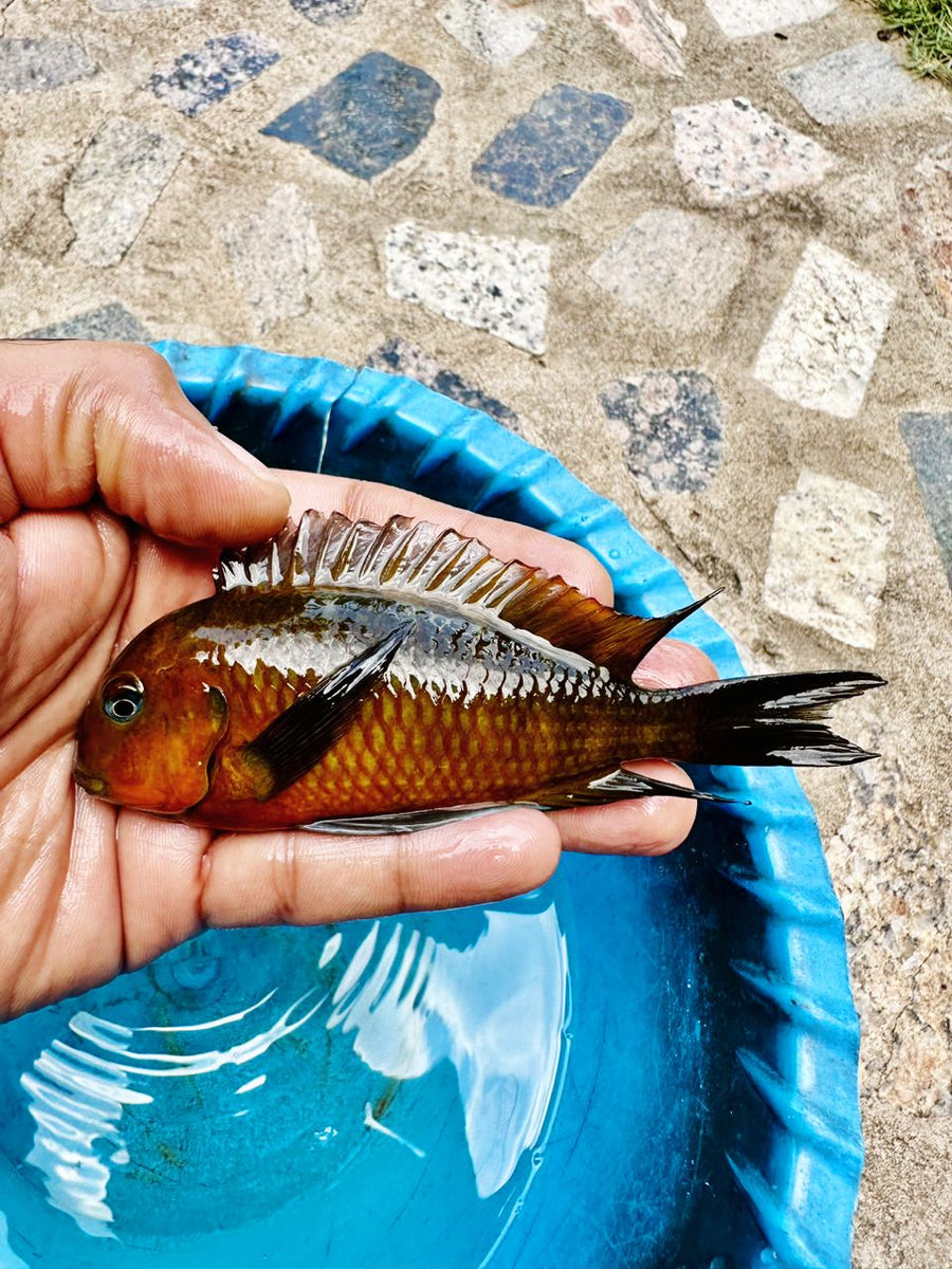 WILD Tropheus Red Cheek Mpimbwe 2 males 9 females LAST ONES ...