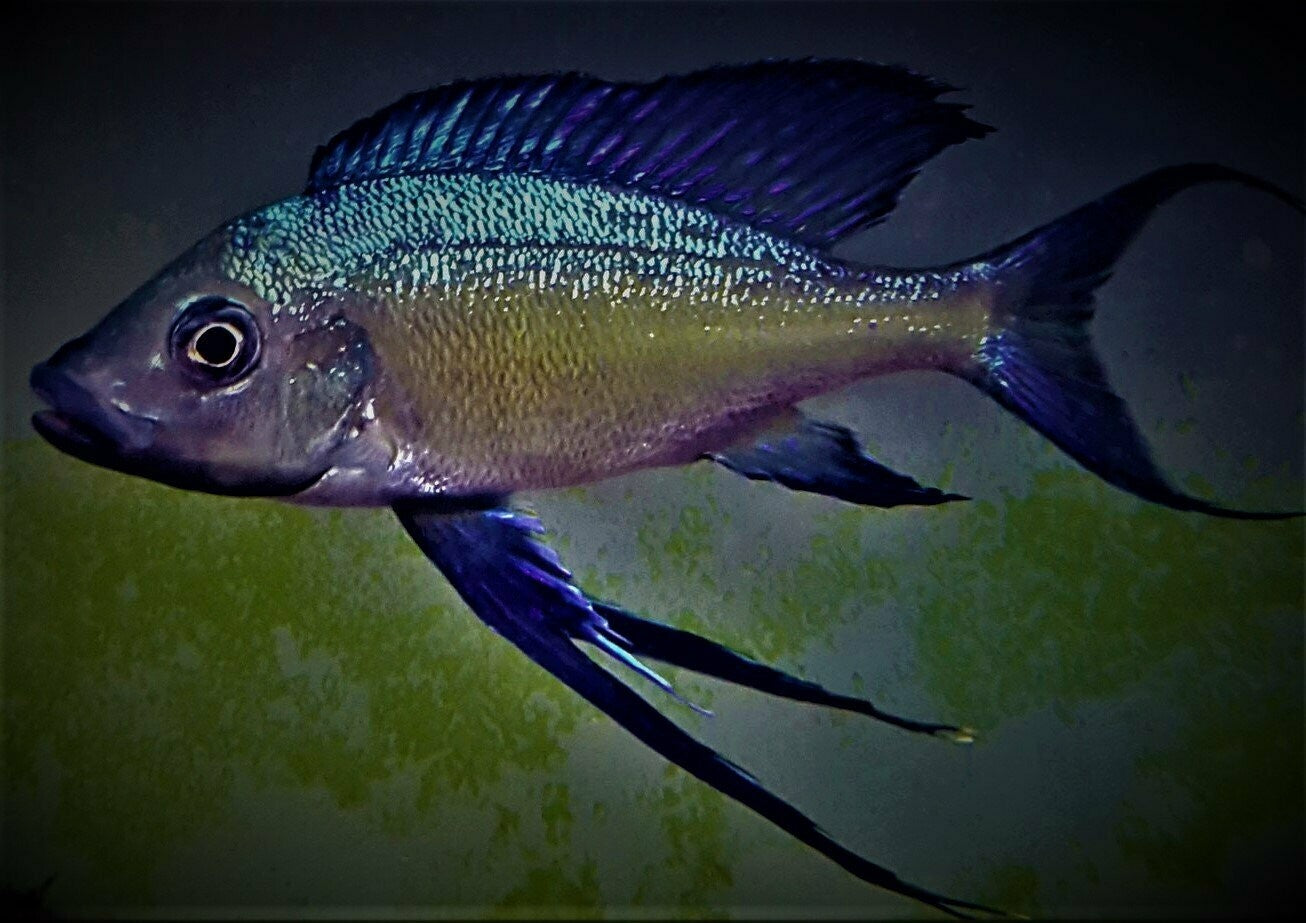 WILD Cyathopharynx Foai EXTREMELY RARE (COMING SOON) – RAREFISHUSA.COM