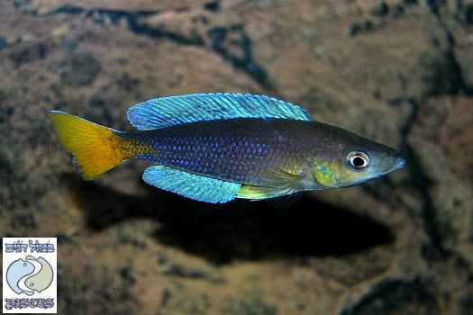 Cyprichromis Leptosoma Karilani – RAREFISHUSA.COM
