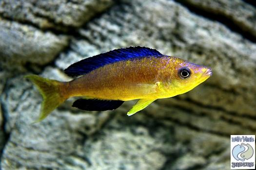 WILD Cyprichromis Karilani EXTRA LARGE – RAREFISHUSA.COM