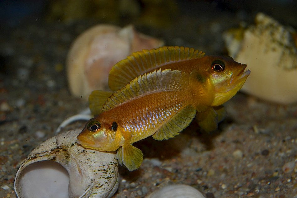 WILD Lamprologus Gold Ocellatus – RAREFISHUSA.COM