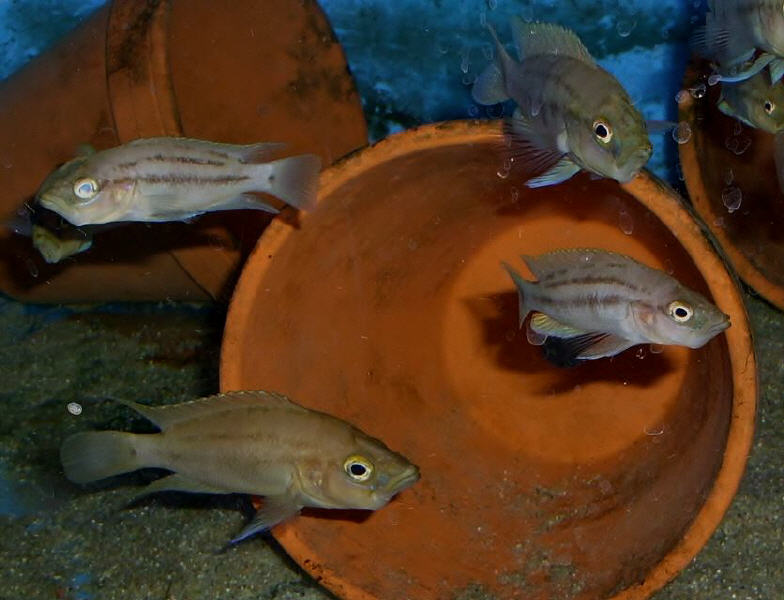 Neolamprologus Prochilus EXTREMELY RARE – RAREFISHUSA.COM