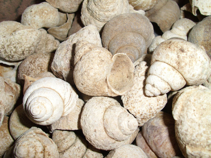 Neothauma Shells – RAREFISHUSA.COM