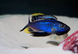 5 Cyathopharynx Furcifer Resha LAST ONES – RAREFISHUSA.COM