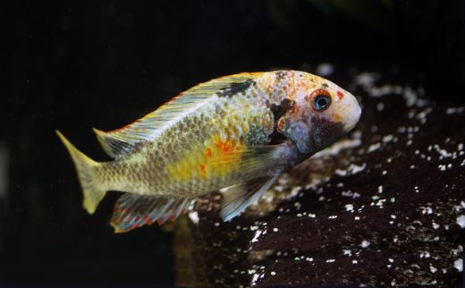 Tropheus Kalambo OB – RAREFISHUSA.COM