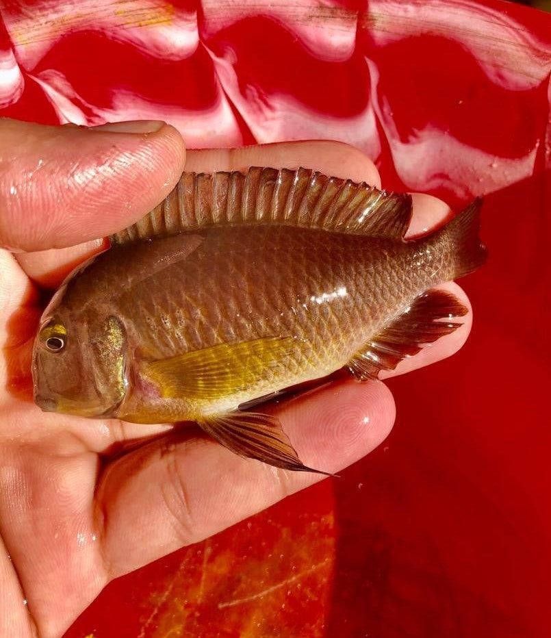 WILD Tropheus Kitumba NEW IMPOSSIBLE FIND – RAREFISHUSA.COM