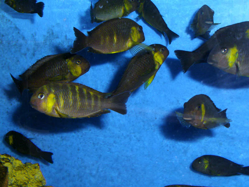 Breeding group of wild Tropheus Canary Cheek RARE 2 males 4 females ...