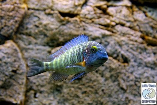 WILD Tropheus Blue Rainbow 1 MALE 3 FEMALES last ones – RAREFISHUSA.COM