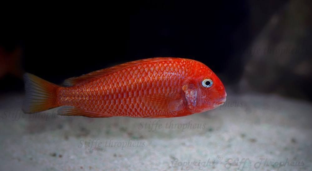 Tropheus Red Bishop – RAREFISHUSA.COM