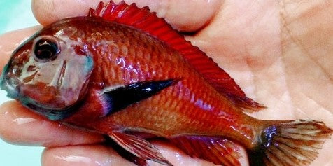 BUY Live Fish Online USA : Aquarium Fishes | Wild Fishes | Cichlids ...