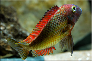 Wild Tropheus Red Rainbow 2 males 3 females – RAREFISHUSA.COM