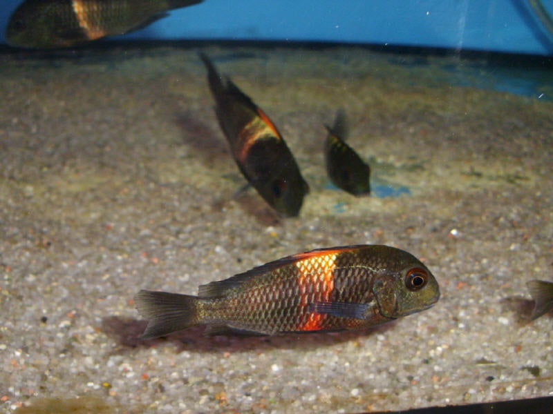 6 Tropheus Red Saddle BREEDING | Online Fish Store - USA – RAREFISHUSA.COM