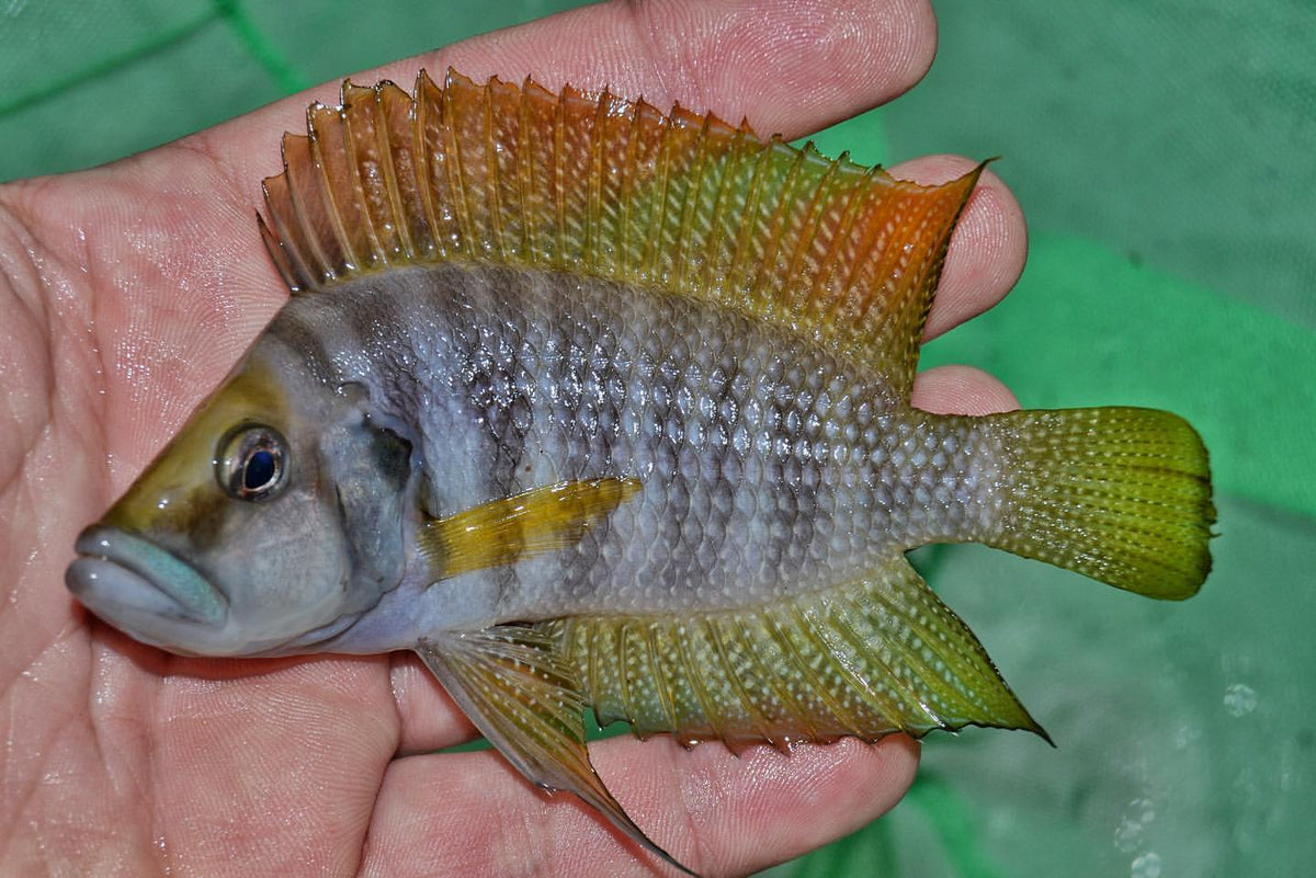 Altolamprologus Calvus Yellow – RAREFISHUSA.COM