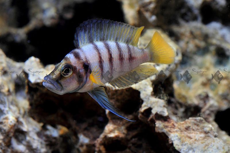 WILD Altolamprologus Sumbu Dwarf – RAREFISHUSA.COM