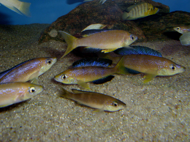 WILD Cyprichromis Microlepidotus Karilani – RAREFISHUSA.COM