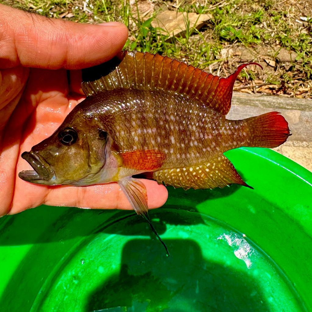 WILD Altolamprologus Red Kagunga – RAREFISHUSA.COM