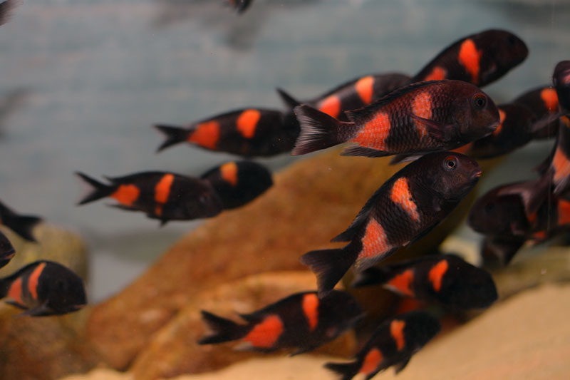 WILD BREEDING TRIO Tropheus Bulu Point 1 MALE 2 FEMALES – RAREFISHUSA.COM