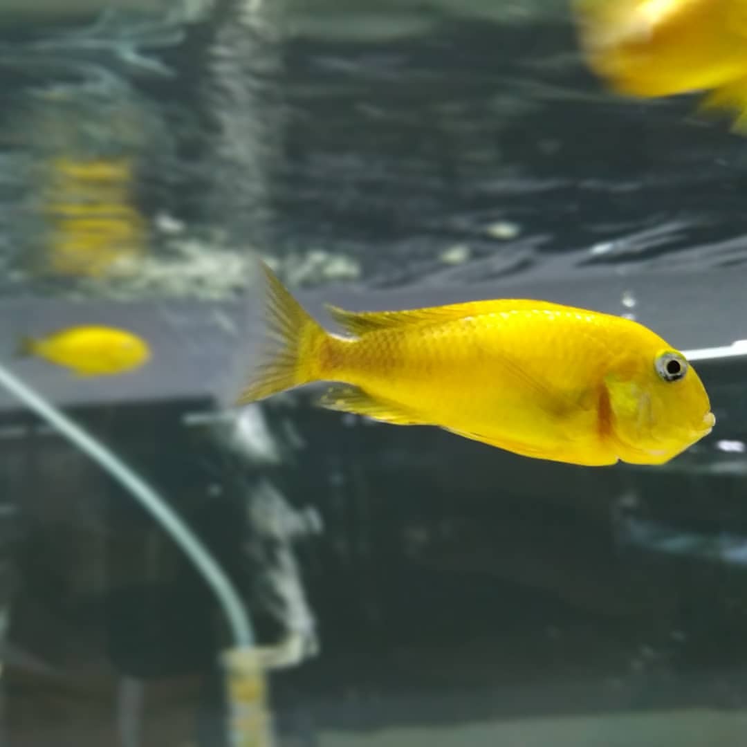 MOVING SALE-8 Tropheus Kiriza GOLD EXTREMELY RARE (last ones ...