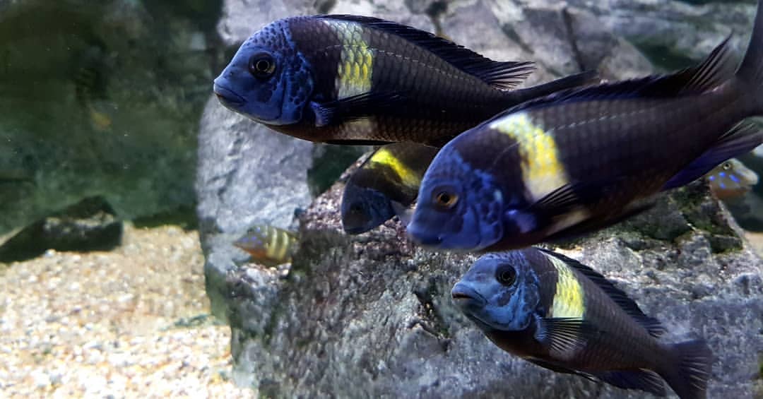 Tropheus Duboisi Maswa TRUE – RAREFISHUSA.COM