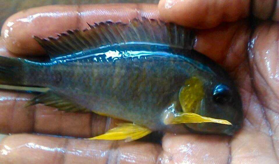 Breeding group of wild Tropheus Canary Cheek RARE 2 males 4 females ...