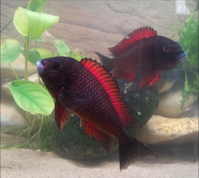 WILD Tropheus Chimba – RAREFISHUSA.COM