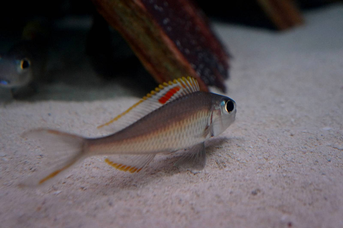 Xenotilapia Nigrolabiata Red Princess EXTREMELY RARE SOLD – RAREFISHUSA.COM